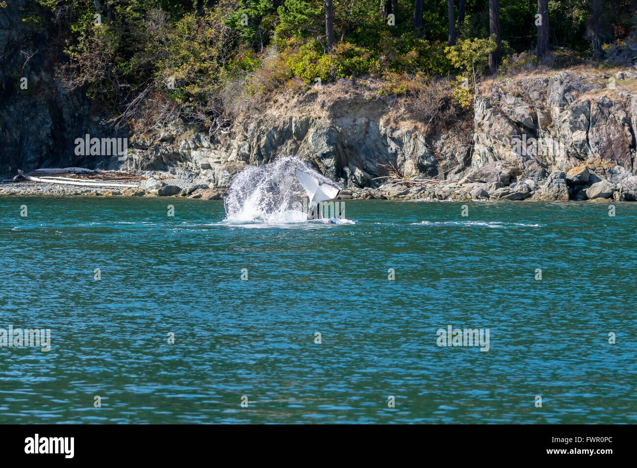 Orca tail slapping hi-res stock photography and images - Alamy