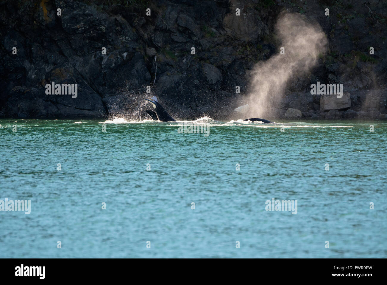 Orca tail slapping hi-res stock photography and images - Alamy