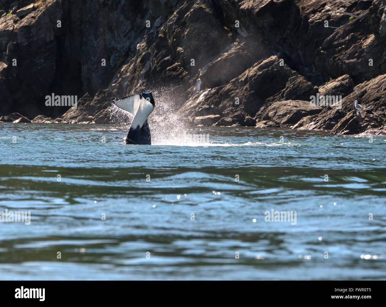 Orca hunting humpback hi-res stock photography and images - Alamy