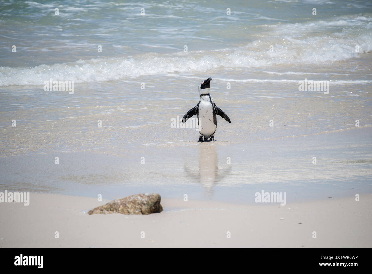 Baby penguin swimming hi-res stock photography and images - Alamy