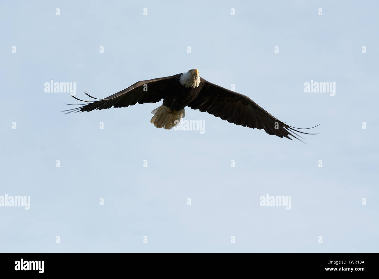 Flying eagle eye contact hi-res stock photography and images - Alamy