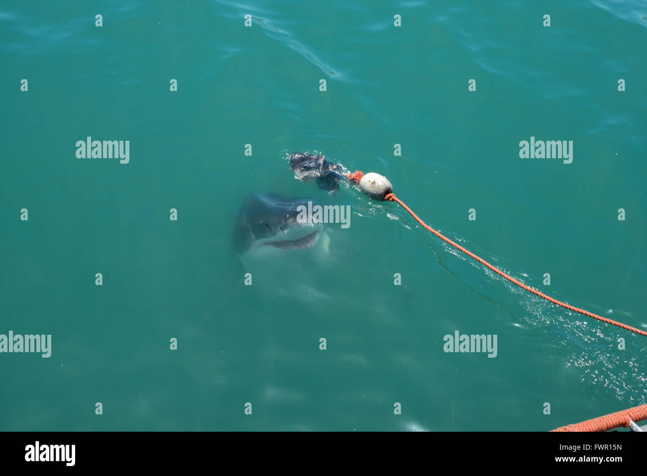 South african great white sharks hi-res stock photography and images ...