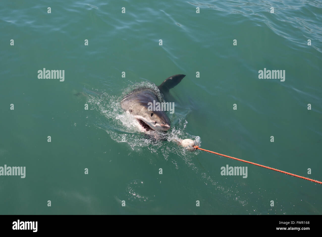 South african great white sharks hi-res stock photography and images ...