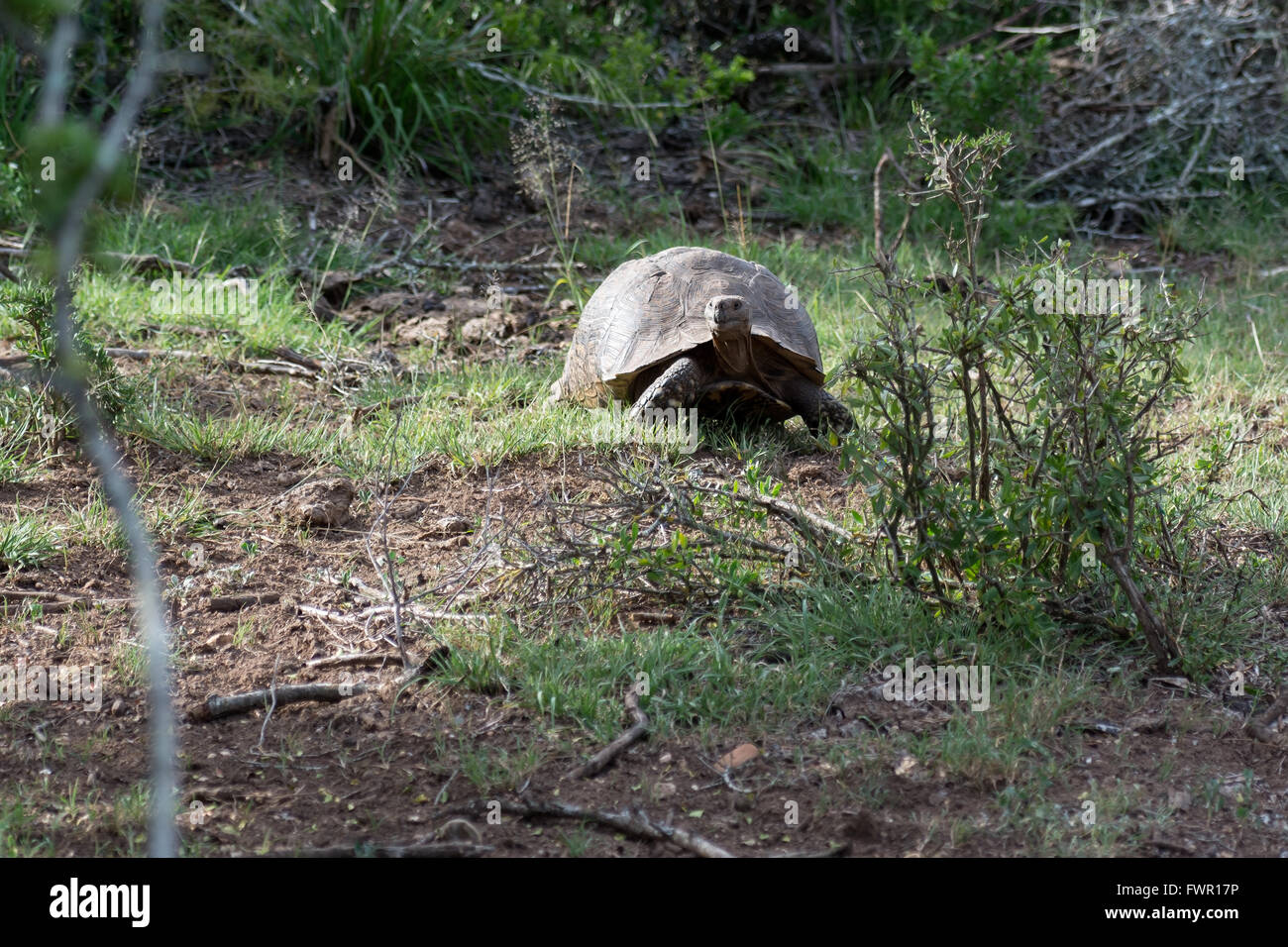 Baby sea turtle face hi-res stock photography and images - Alamy