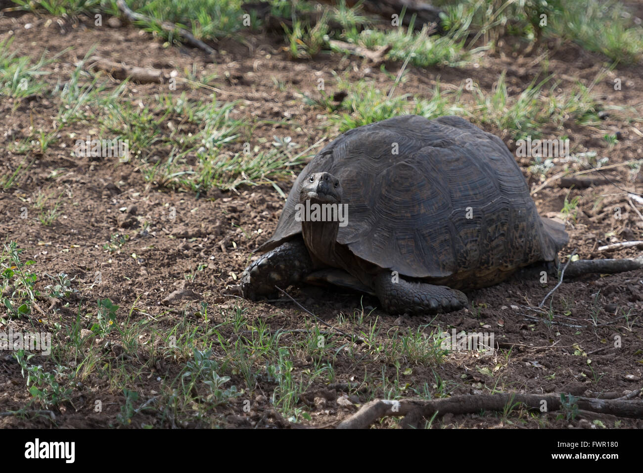 Baby sea turtle face hi-res stock photography and images - Alamy