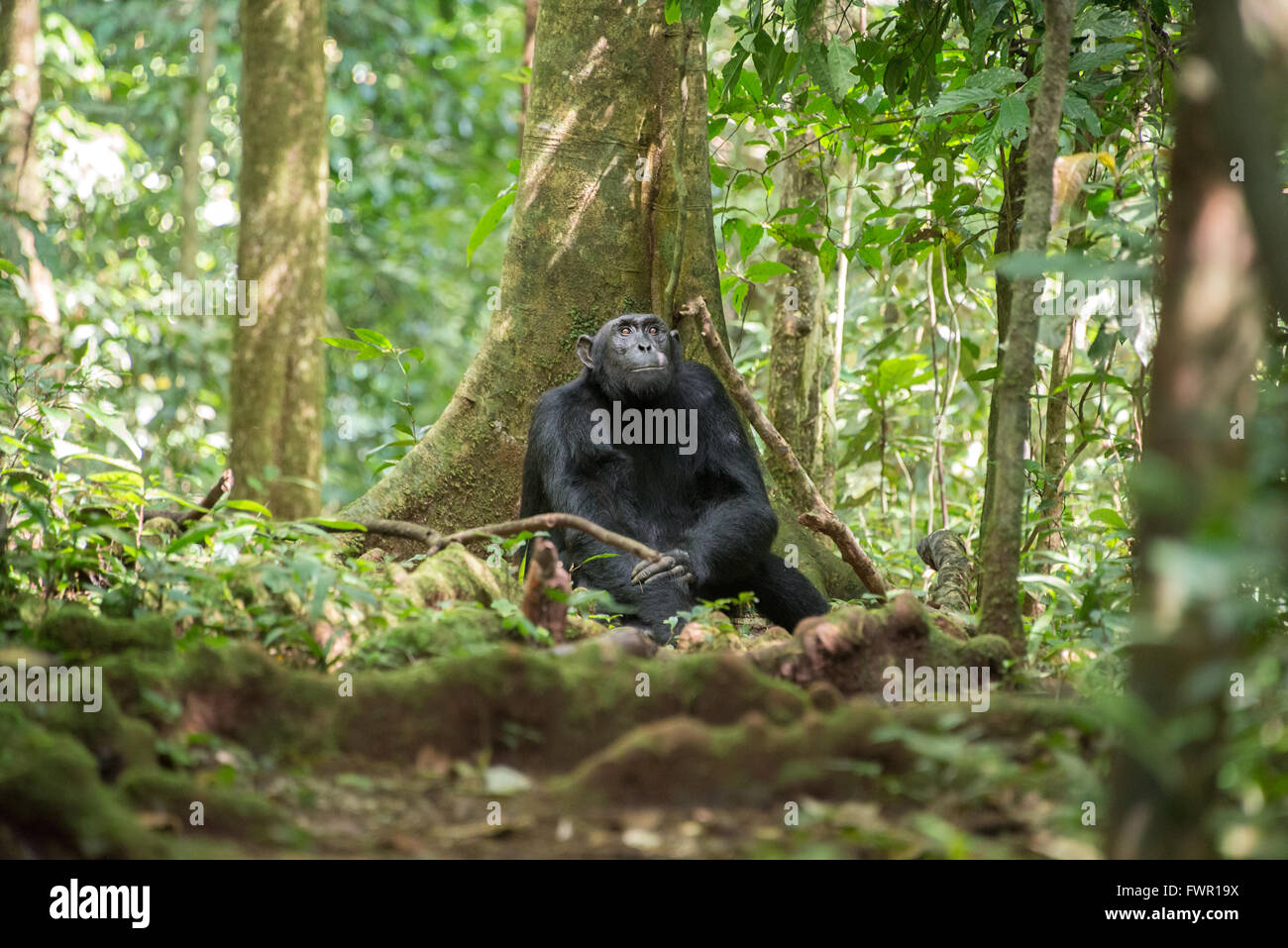 Chimpanzee screaming hi-res stock photography and images - Alamy