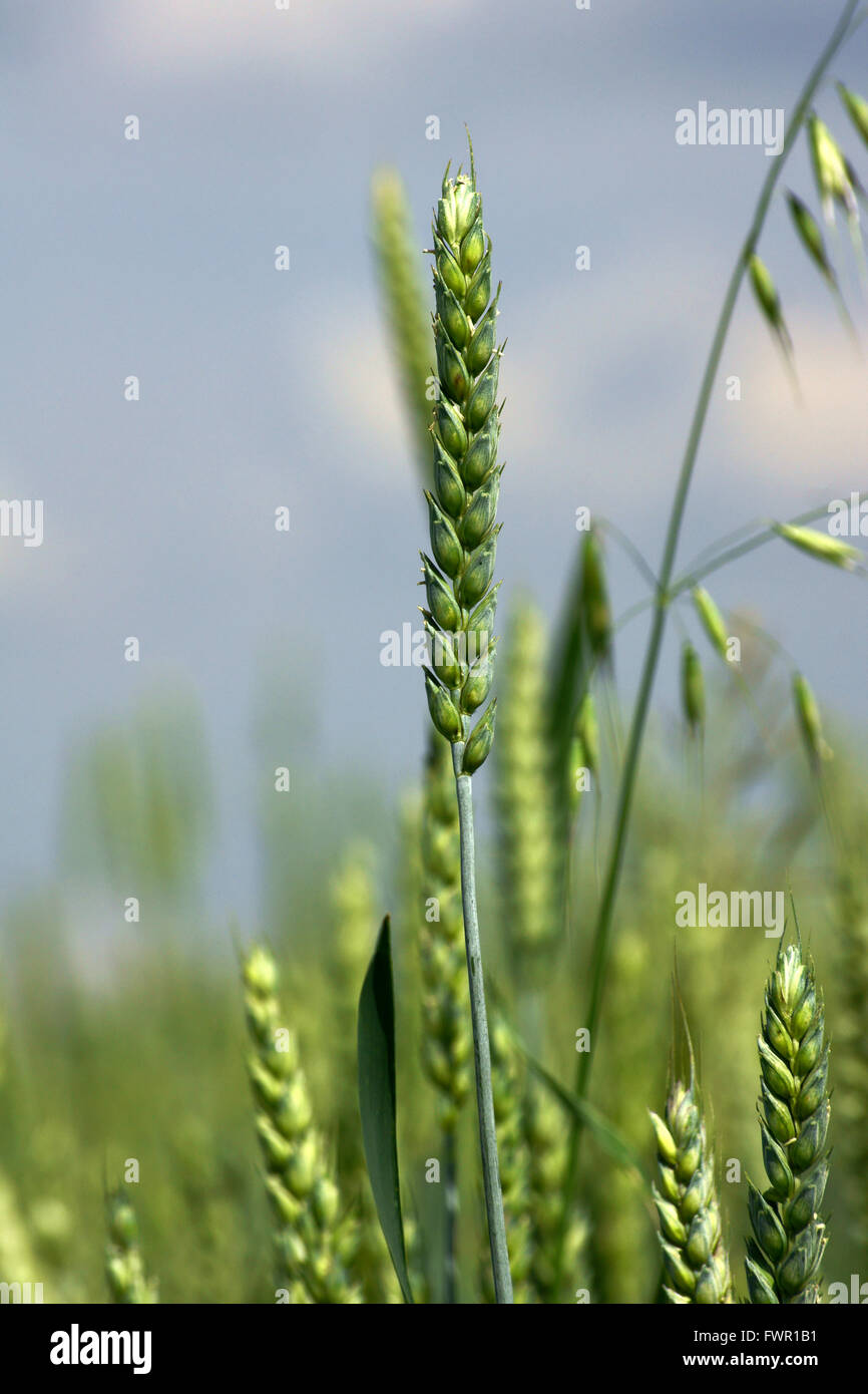 Ears of rye, farming in Poland Stock Photo - Alamy