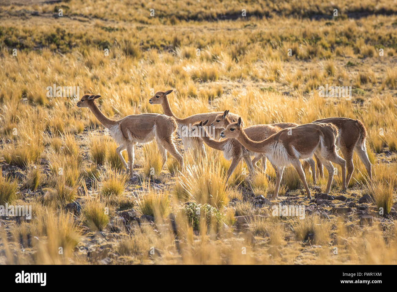 Group of vicunas in the peruvian Andes Stock Photo - Alamy