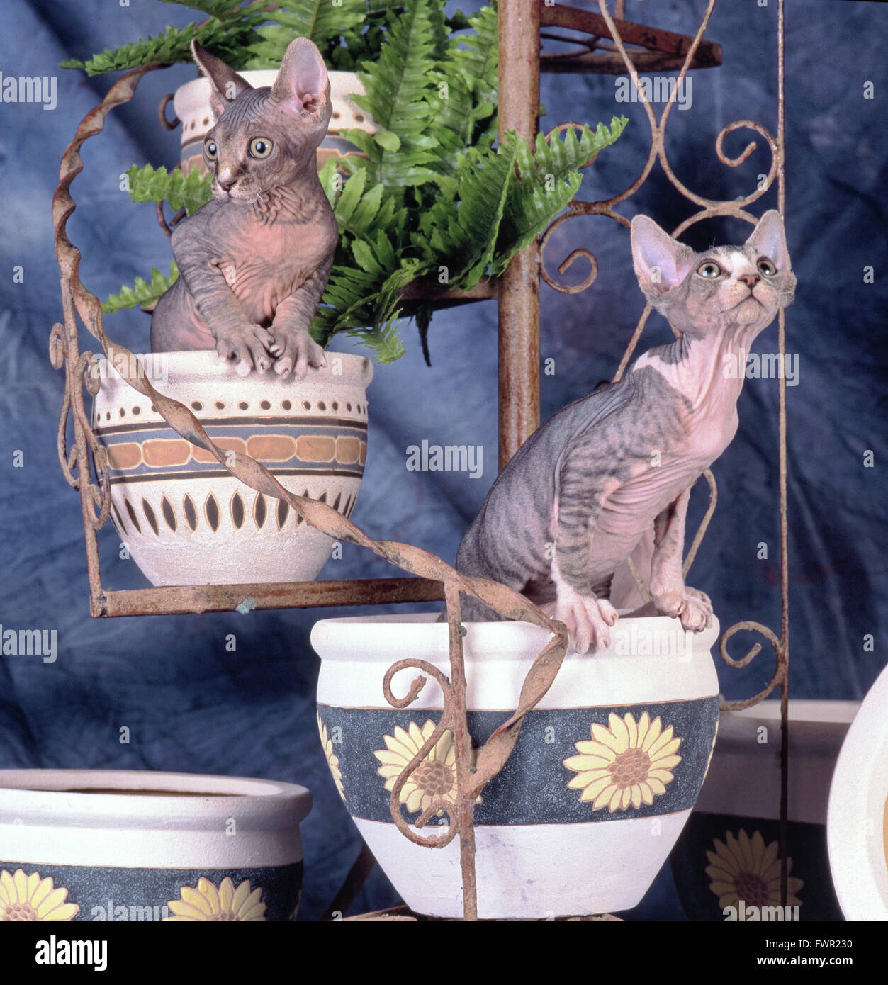 2 sphinx cats Stock Photo - Alamy