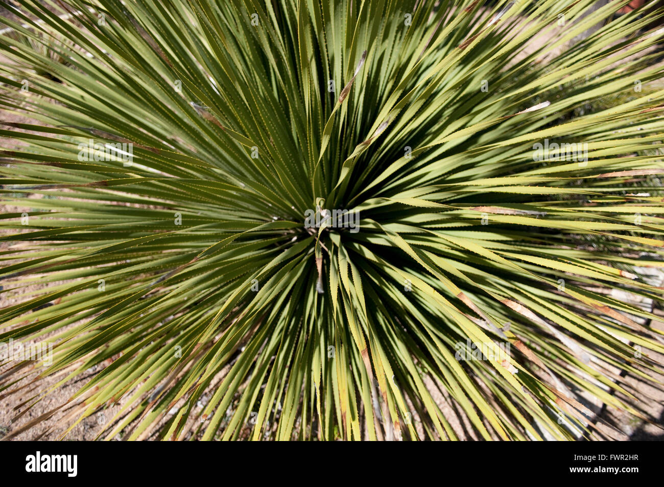 Flora in Austin Texas Stock Photo - Alamy