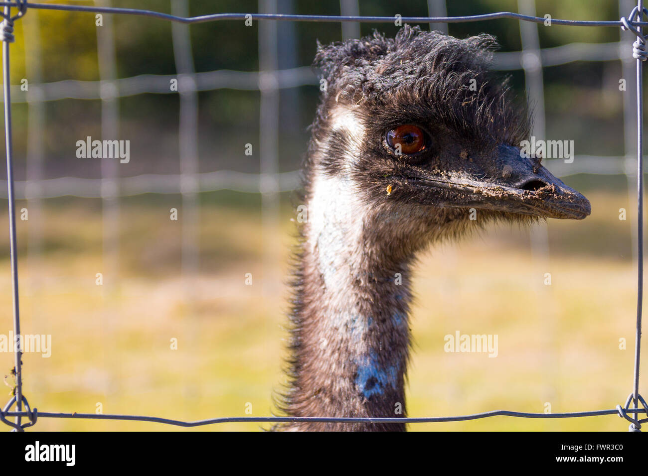Hole in fence head hi-res stock photography and images - Alamy