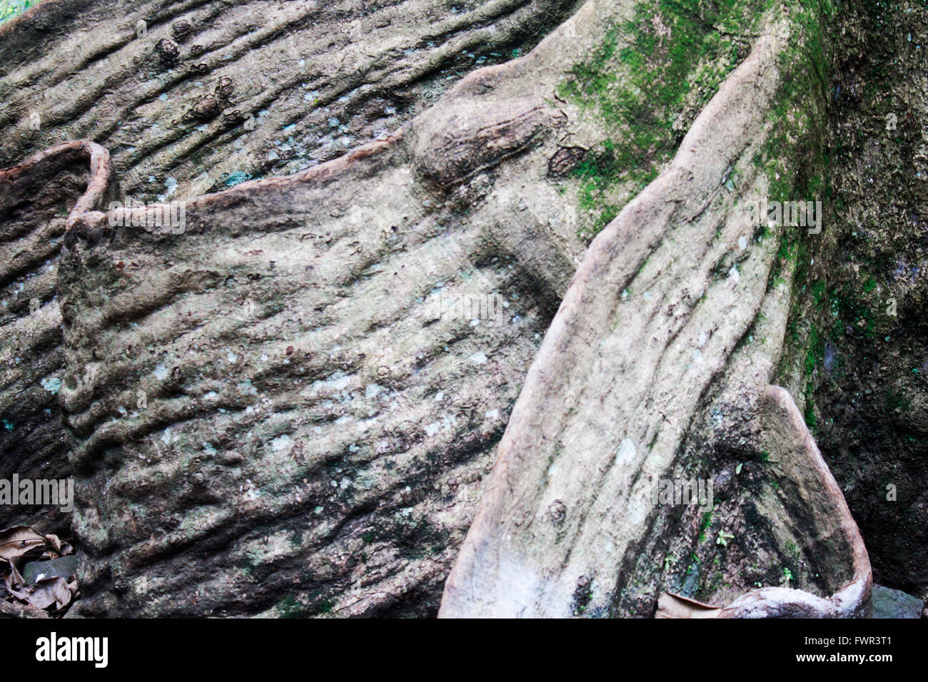 root of the old tree Stock Photo - Alamy