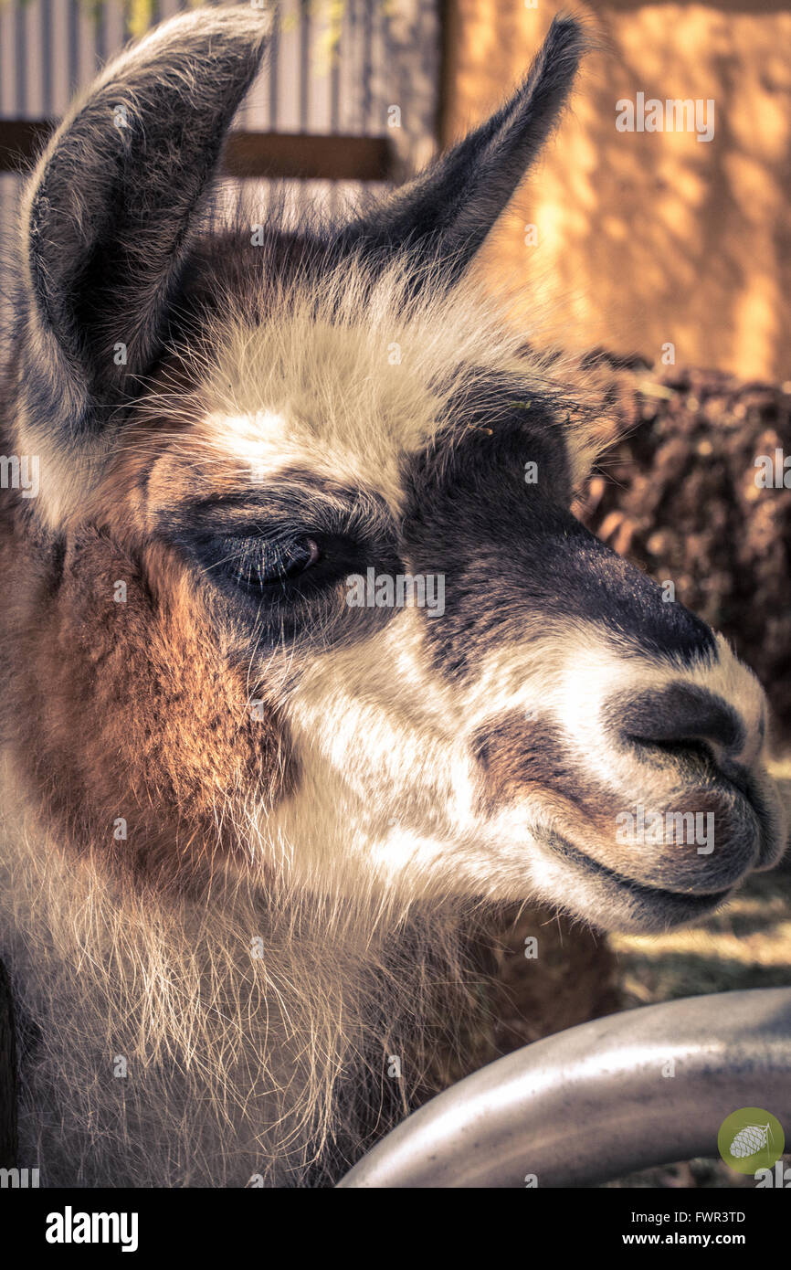 lama close up Stock Photo - Alamy