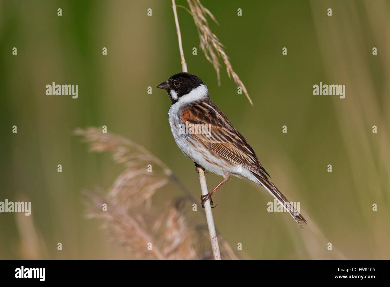 Common reed bunting (Emberiza schoeniclus) male perched on reed stem in ...