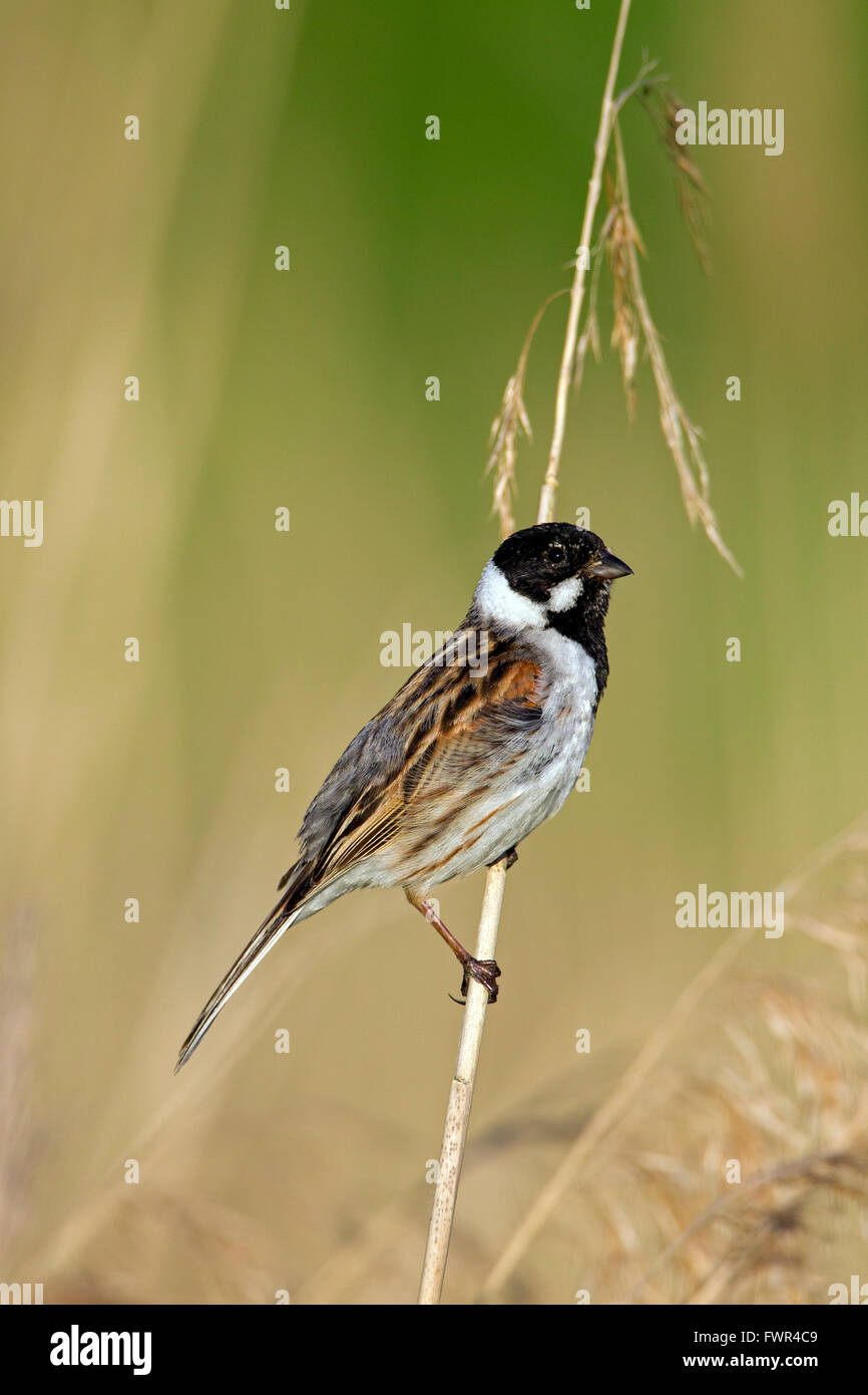 Reed bunting hi-res stock photography and images - Alamy
