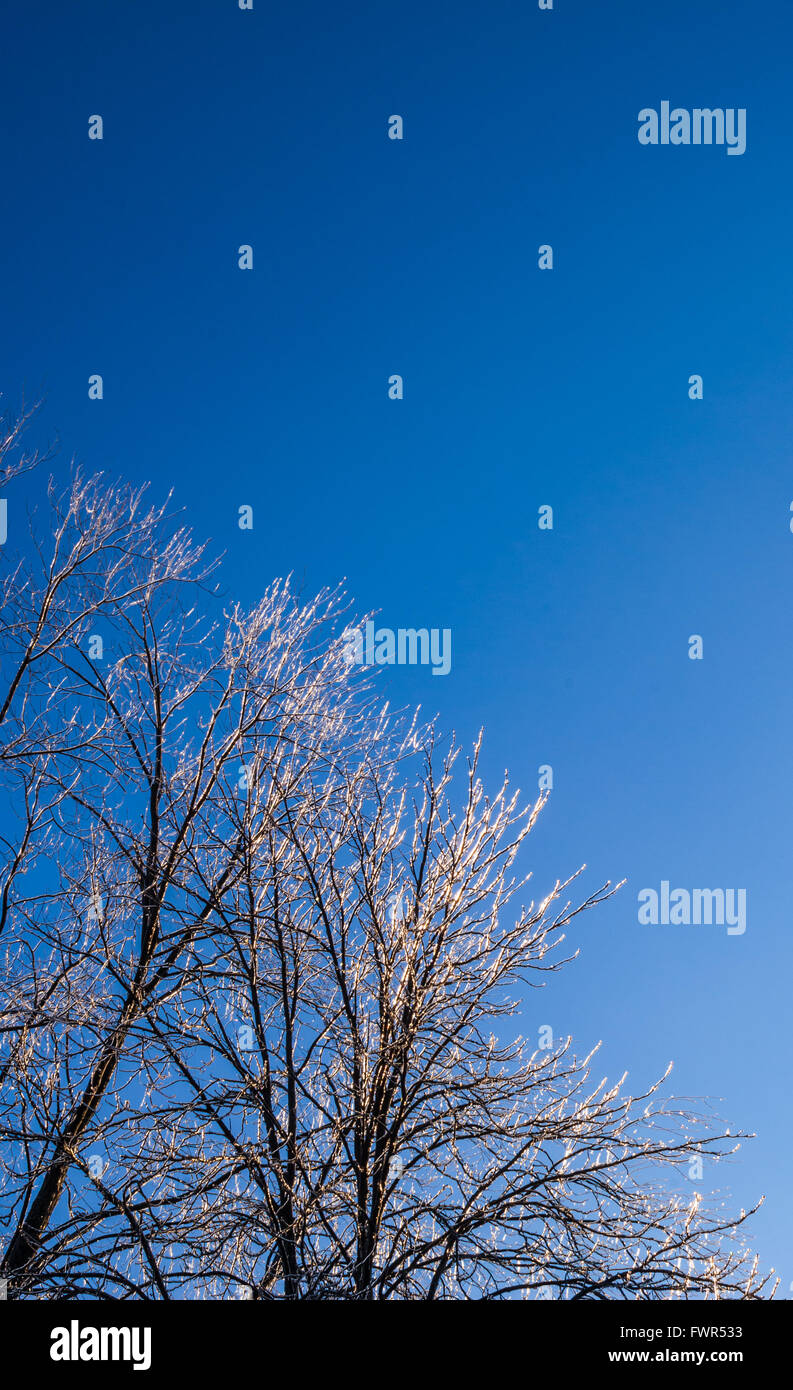 Brightly lit frozen trees on clear blue sky Stock Photo - Alamy