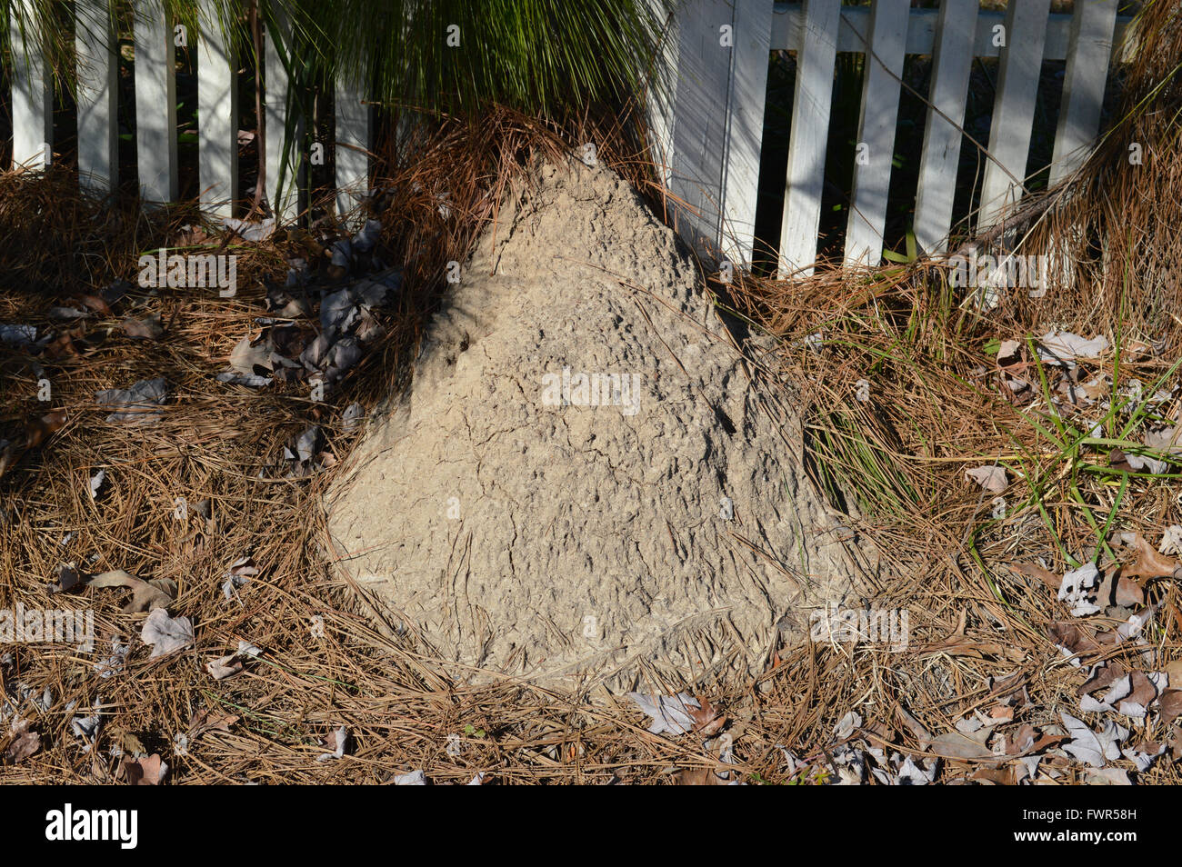 A Fire Ant mound near a residential area Stock Photo - Alamy