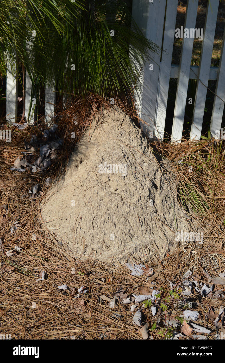 Fire ant mounds hi-res stock photography and images - Alamy