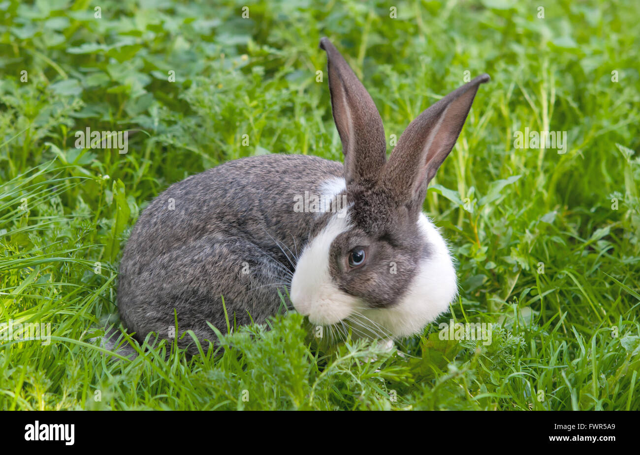 little rabbit is on a pasture Stock Photo - Alamy