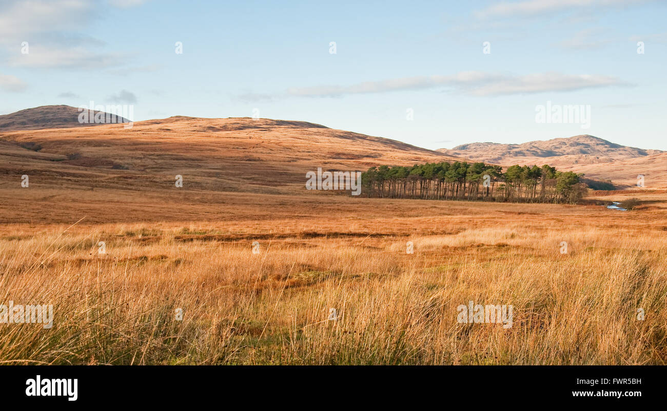 Grove of trees on the isle of Jura, Scotland Stock Photo - Alamy