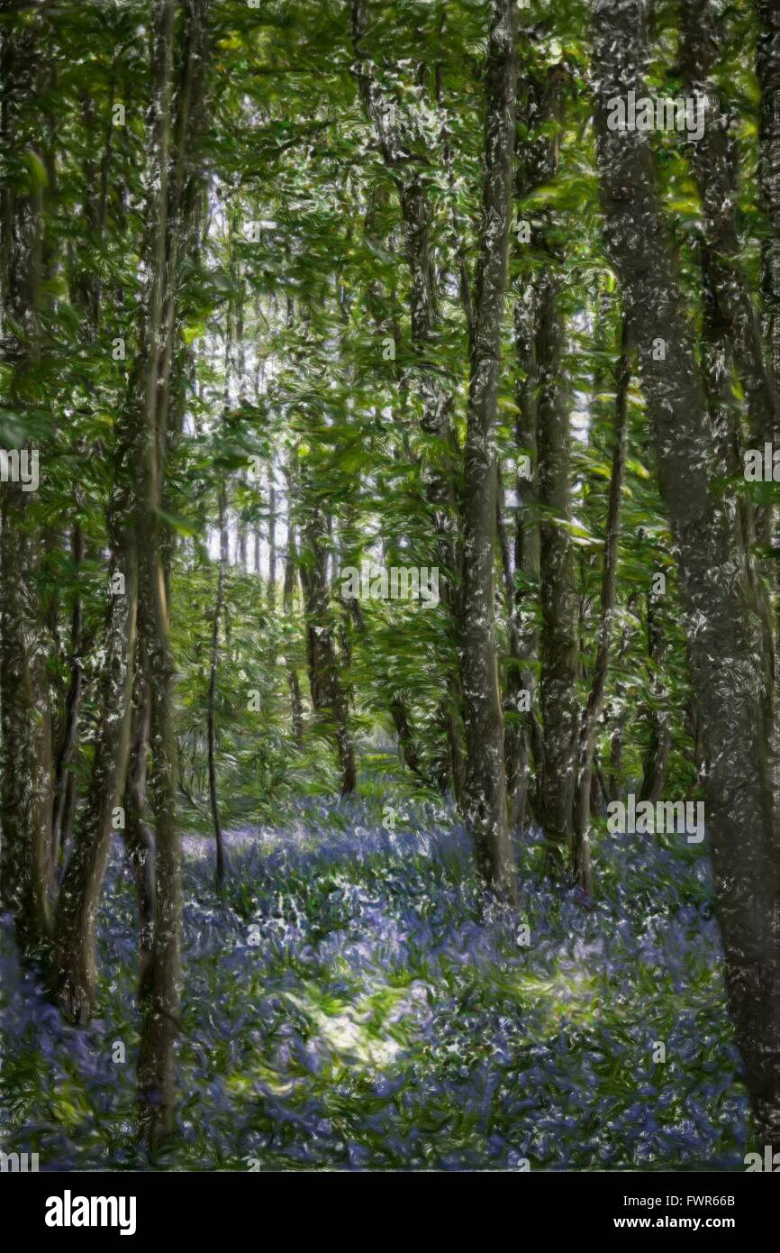 Bluebells wood drawing hi-res stock photography and images - Alamy