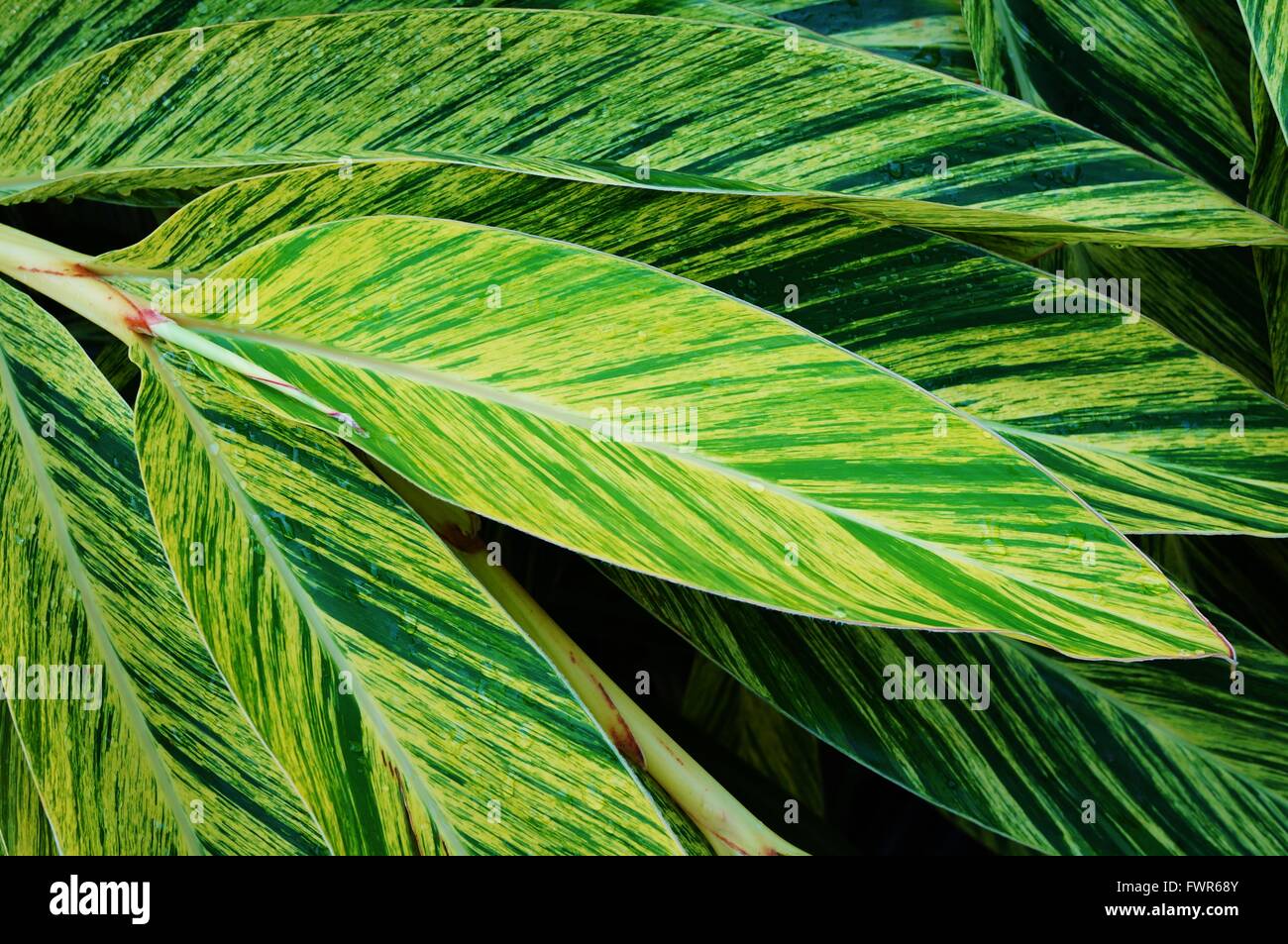 Striped leaves of variegated ginger Stock Photo - Alamy