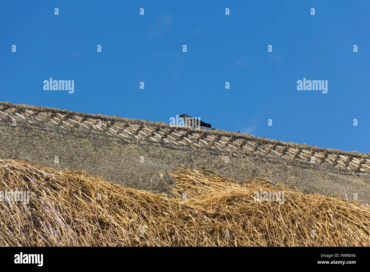 Jackdaw perched on the apex of a damaged thatched roof.The thatch has ...