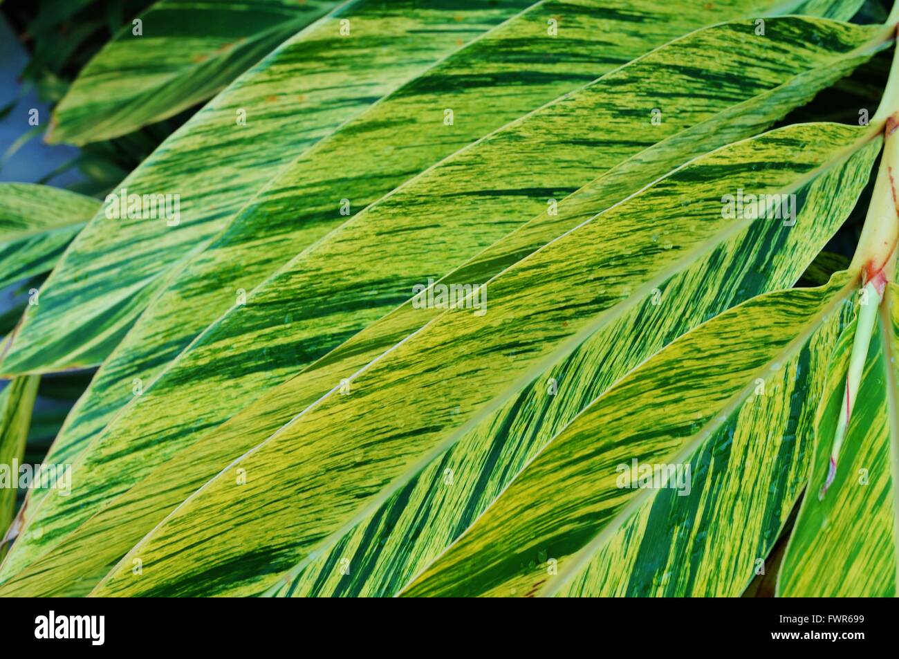 Striped leaves of variegated ginger Stock Photo - Alamy