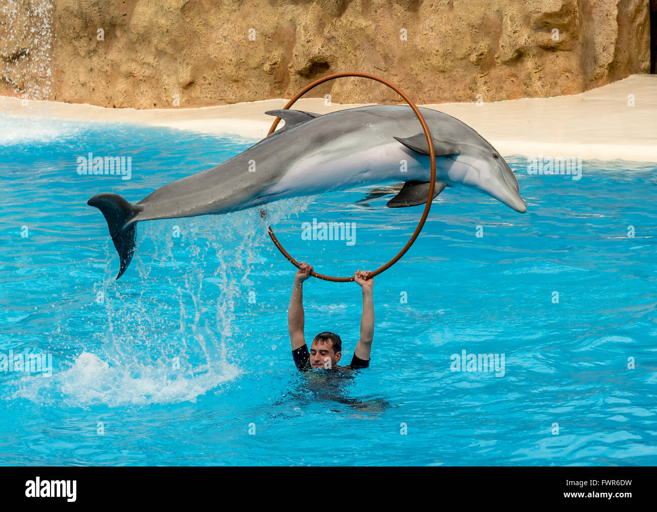 DOLPHIN PERFORMING AT LORO PARQUE, PUERTO DE LA CRUZ, TENERIFE Stock ...