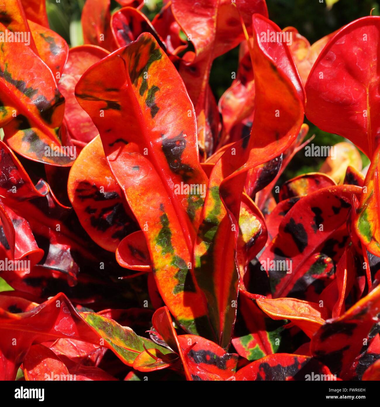 Red and yellow corkscrew fire croton tropical plant Stock Photo - Alamy