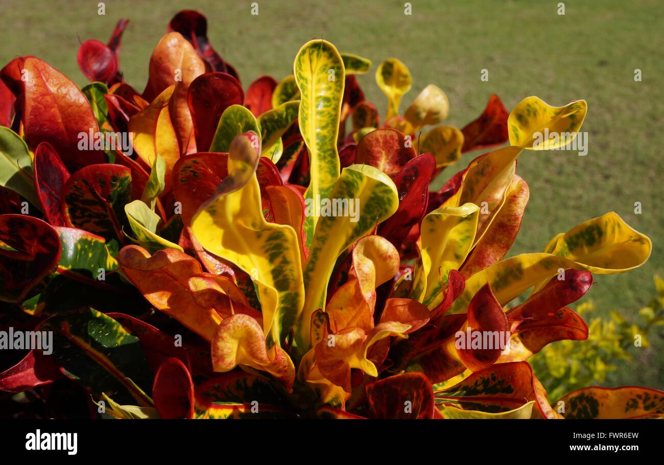 Red and yellow corkscrew fire croton tropical plant Stock Photo - Alamy