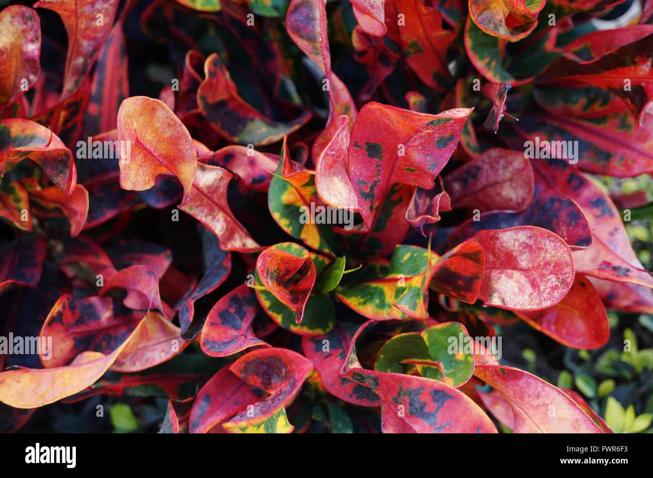 Red and yellow corkscrew fire croton tropical plant Stock Photo - Alamy