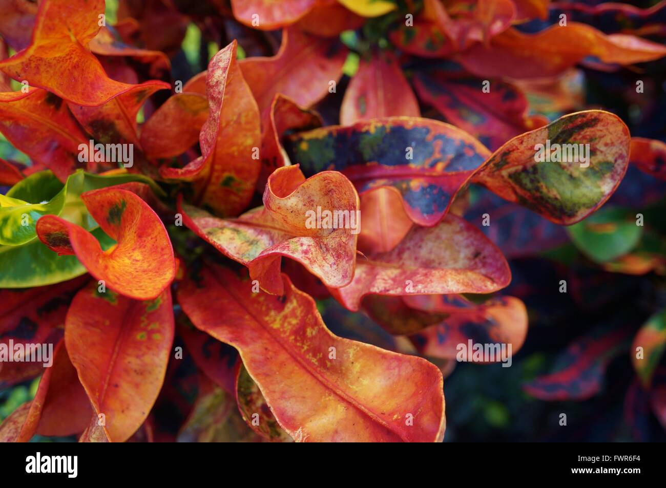 Red and yellow corkscrew fire croton tropical plant Stock Photo - Alamy