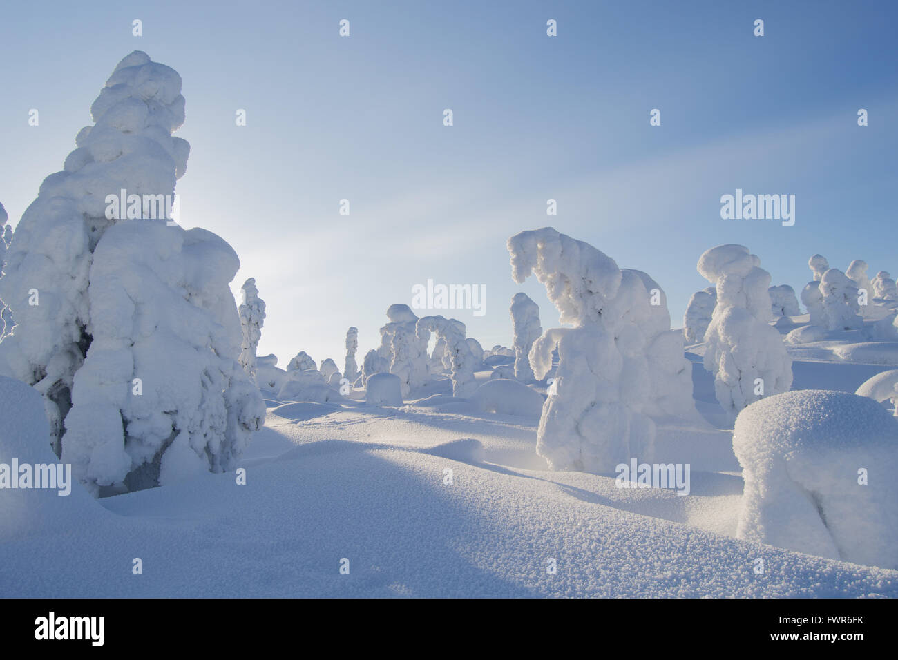 Snow covered trees in the arctic forest hi-res stock photography and ...