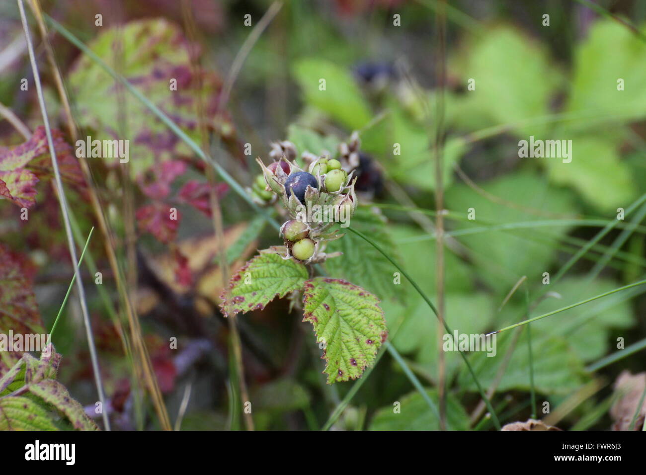 Dewberry plant hi-res stock photography and images - Alamy