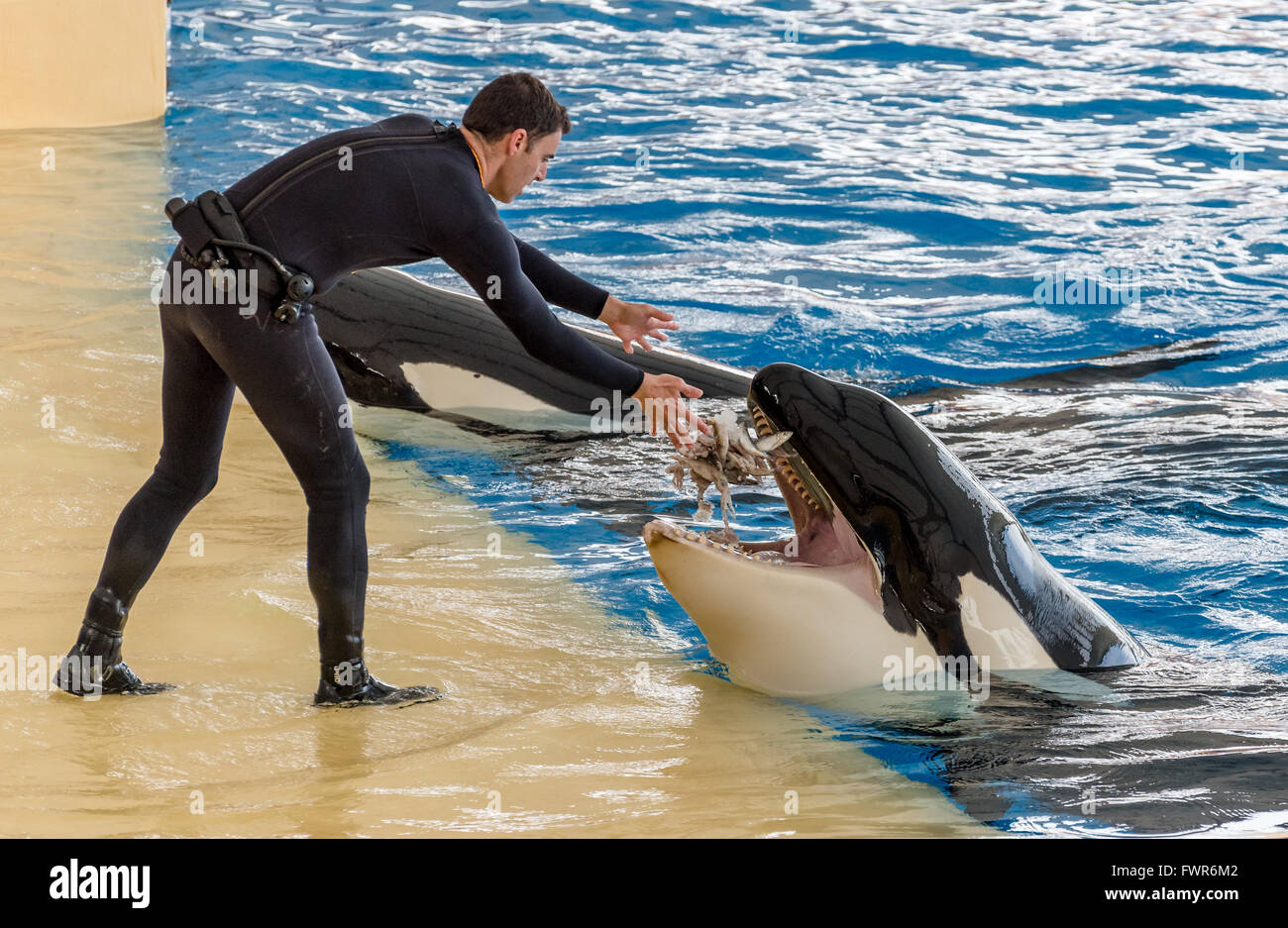Killer Whale And Trainer Stock Photos & Killer Whale And Trainer Stock ...