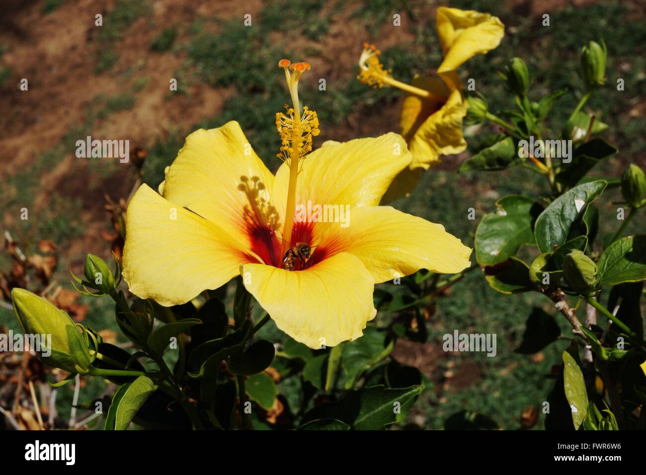 Long pistil and stamen hi-res stock photography and images - Alamy