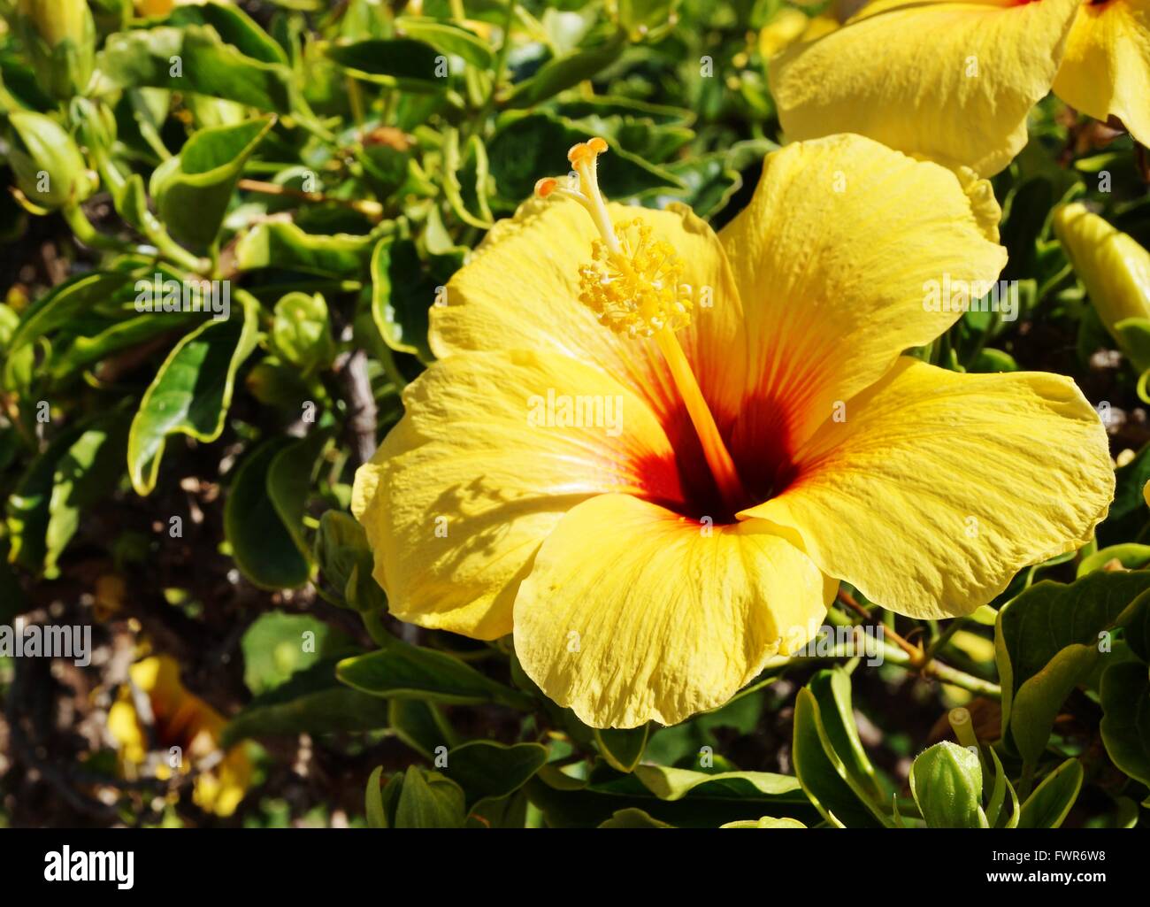 Yellow flower long stamen hi-res stock photography and images - Alamy