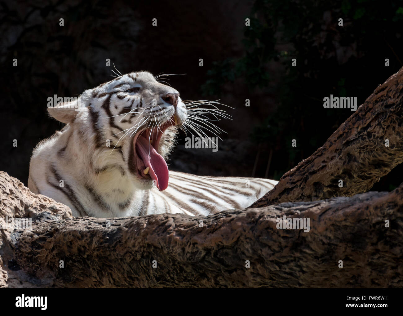 White Bengal Tiger yawning Stock Photo - Alamy