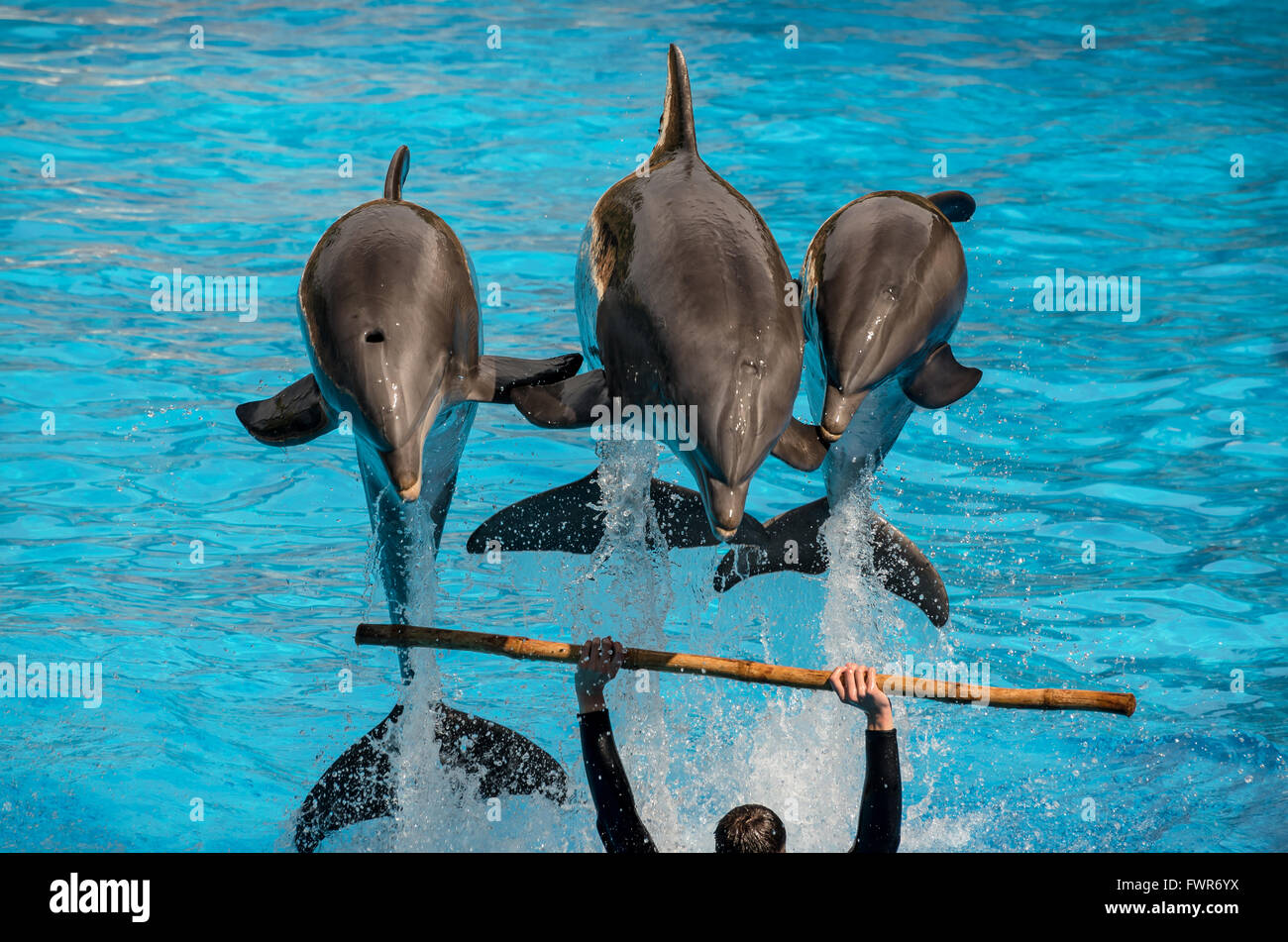 Performing dolphins hi-res stock photography and images - Alamy