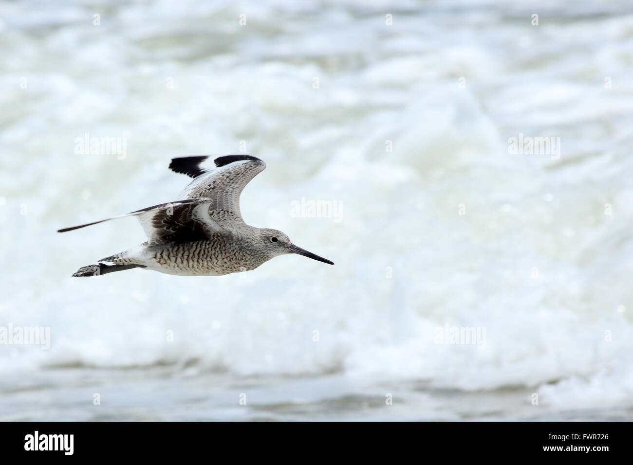 Willet flying hi-res stock photography and images - Alamy