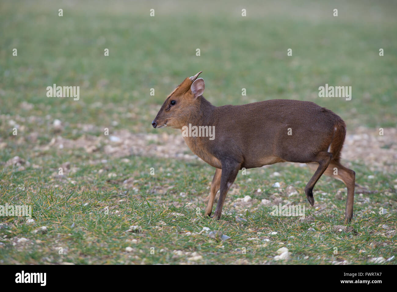 Male Reeves's muntjac, also known as barking deer and Mastreani deer ...