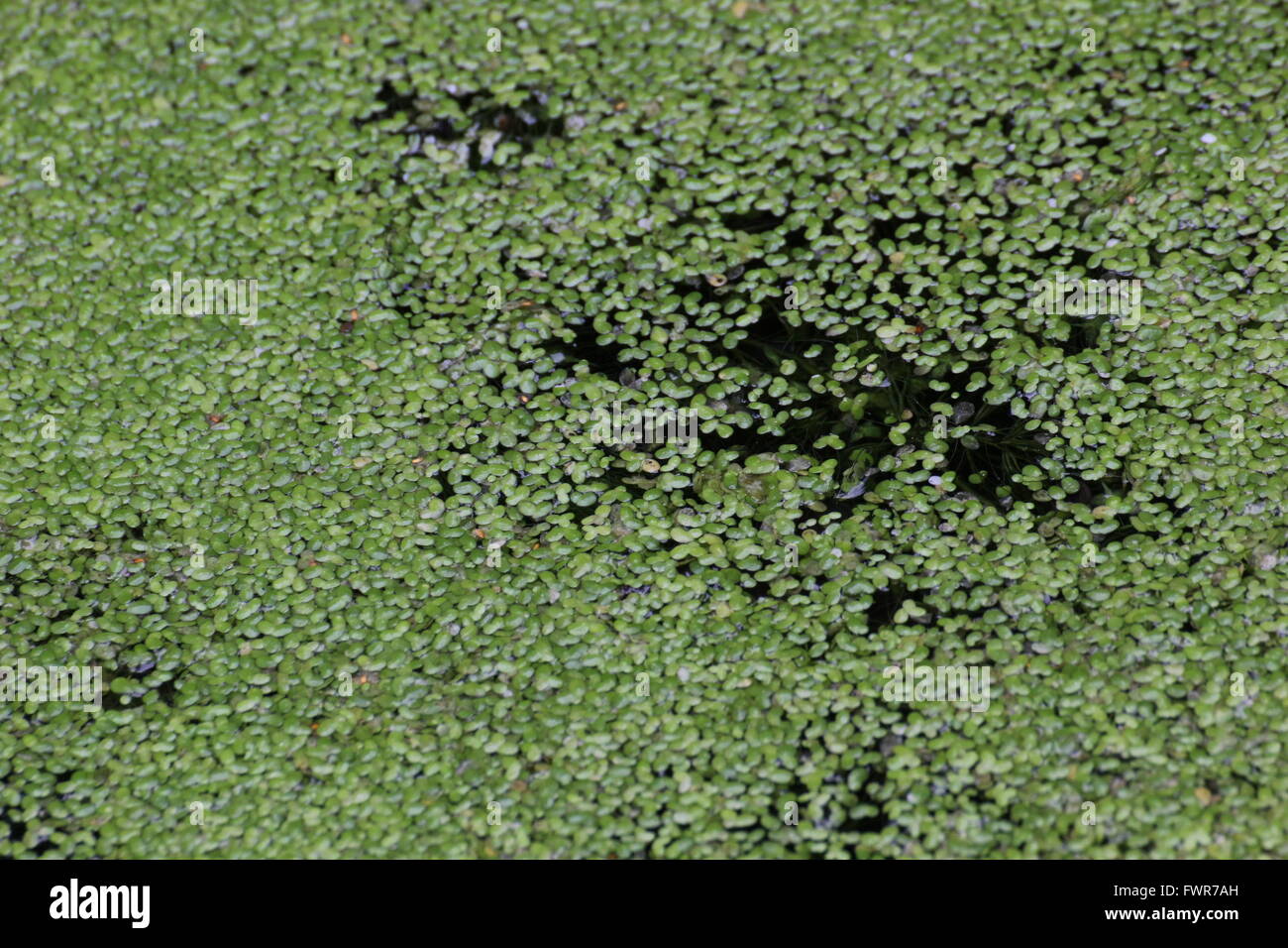 Duckweed (Lemna) floating on water surface Stock Photo - Alamy