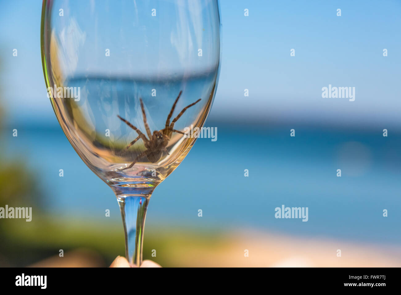 Spider glass hi-res stock photography and images - Alamy