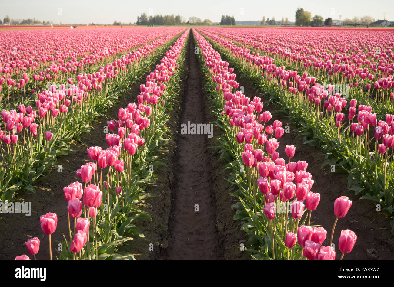 Floral sunlight hi-res stock photography and images - Alamy