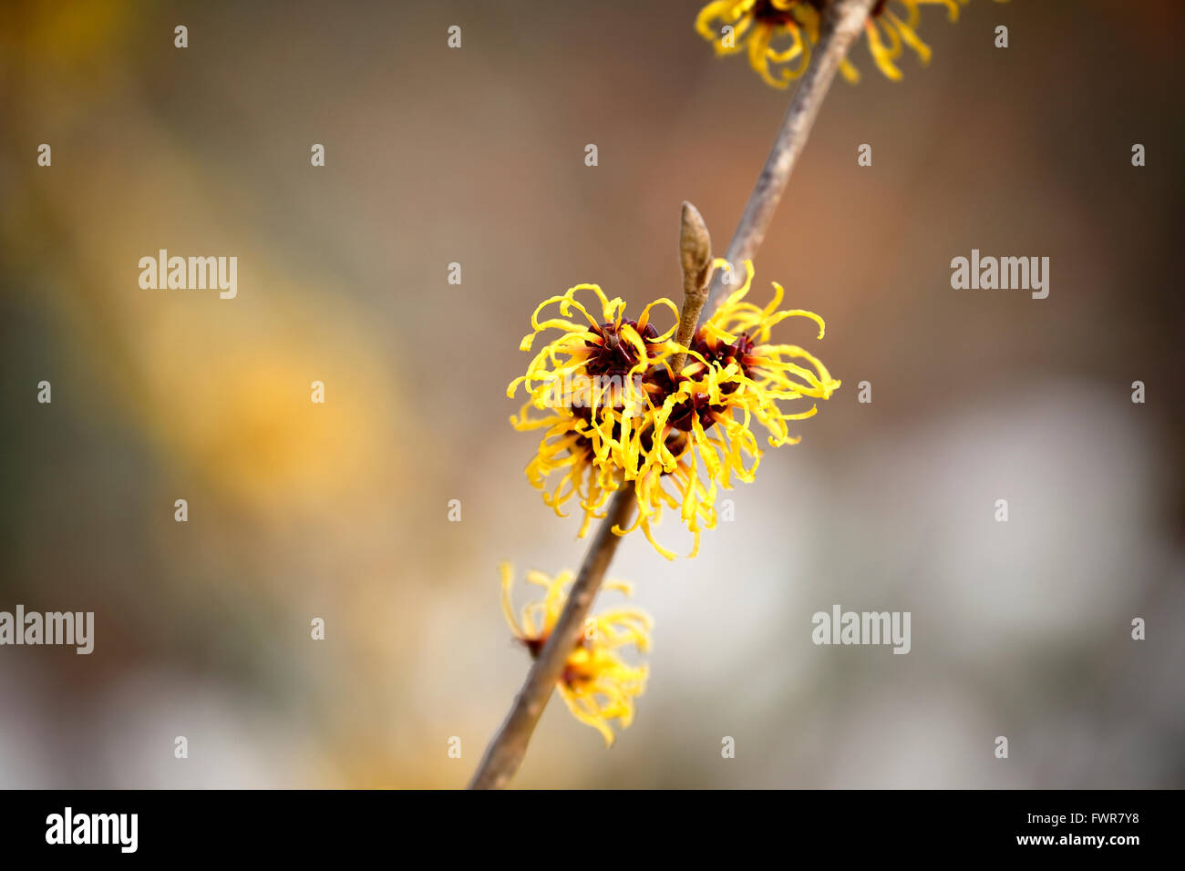 Yellow witch hazel Hamamelis x intermedia 'Barmstedt Gold' flowering at ...