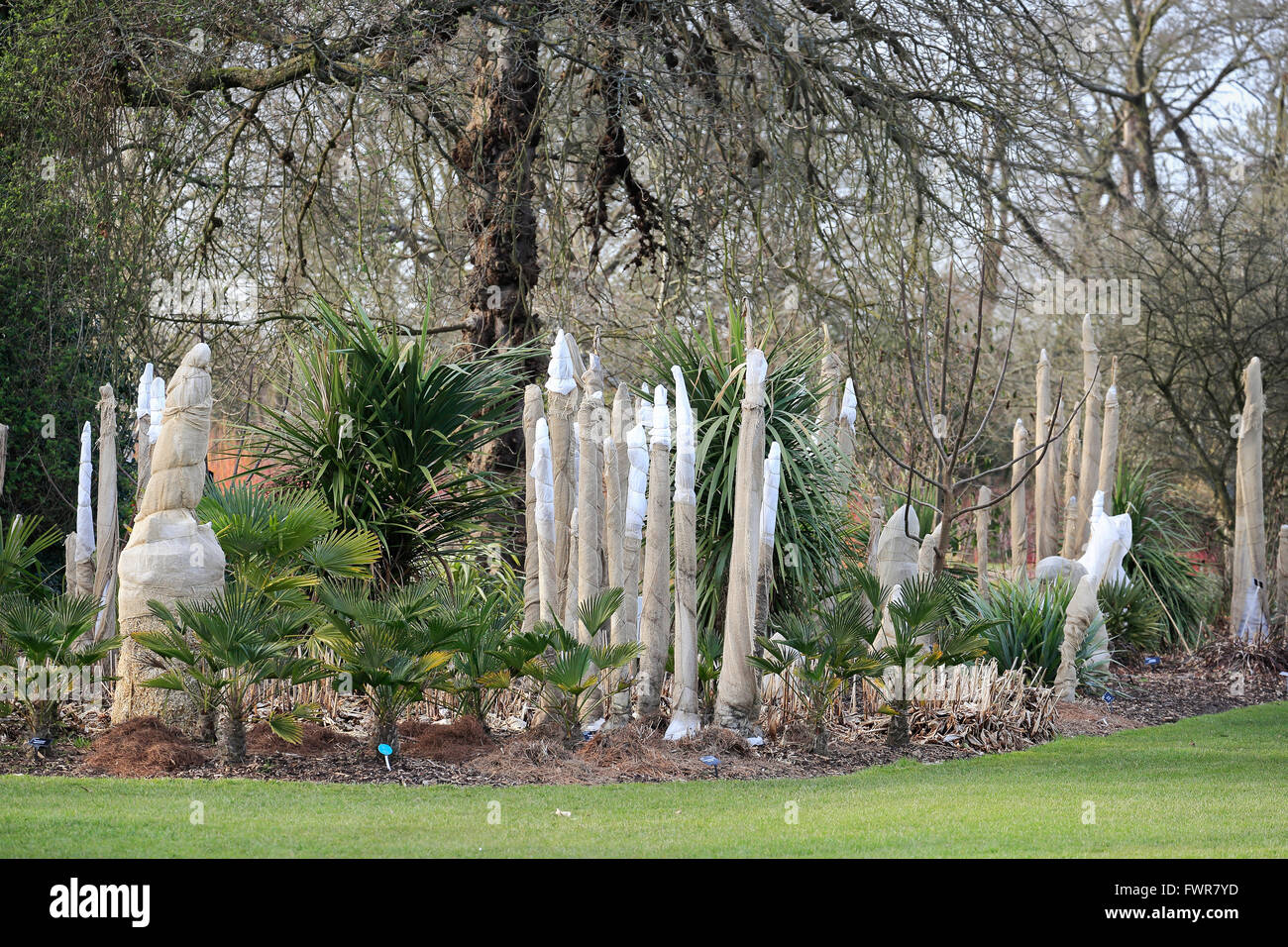 Trachycarpus 'wagnerianus' stems wrapped in hessian to protect from ...