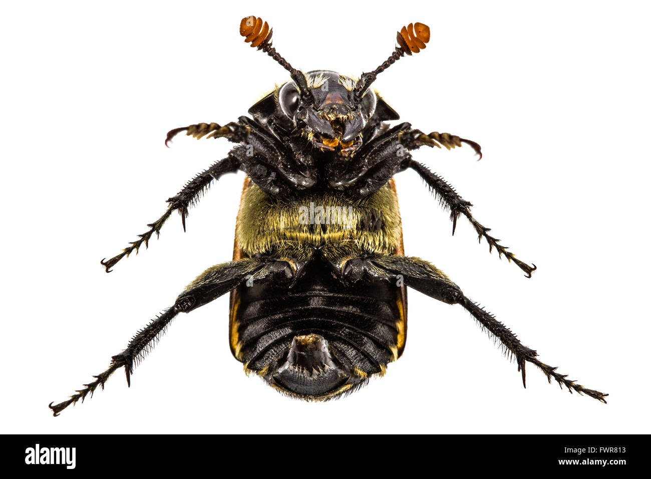 Big beetle of inverted on the back, isolated on white background Stock ...