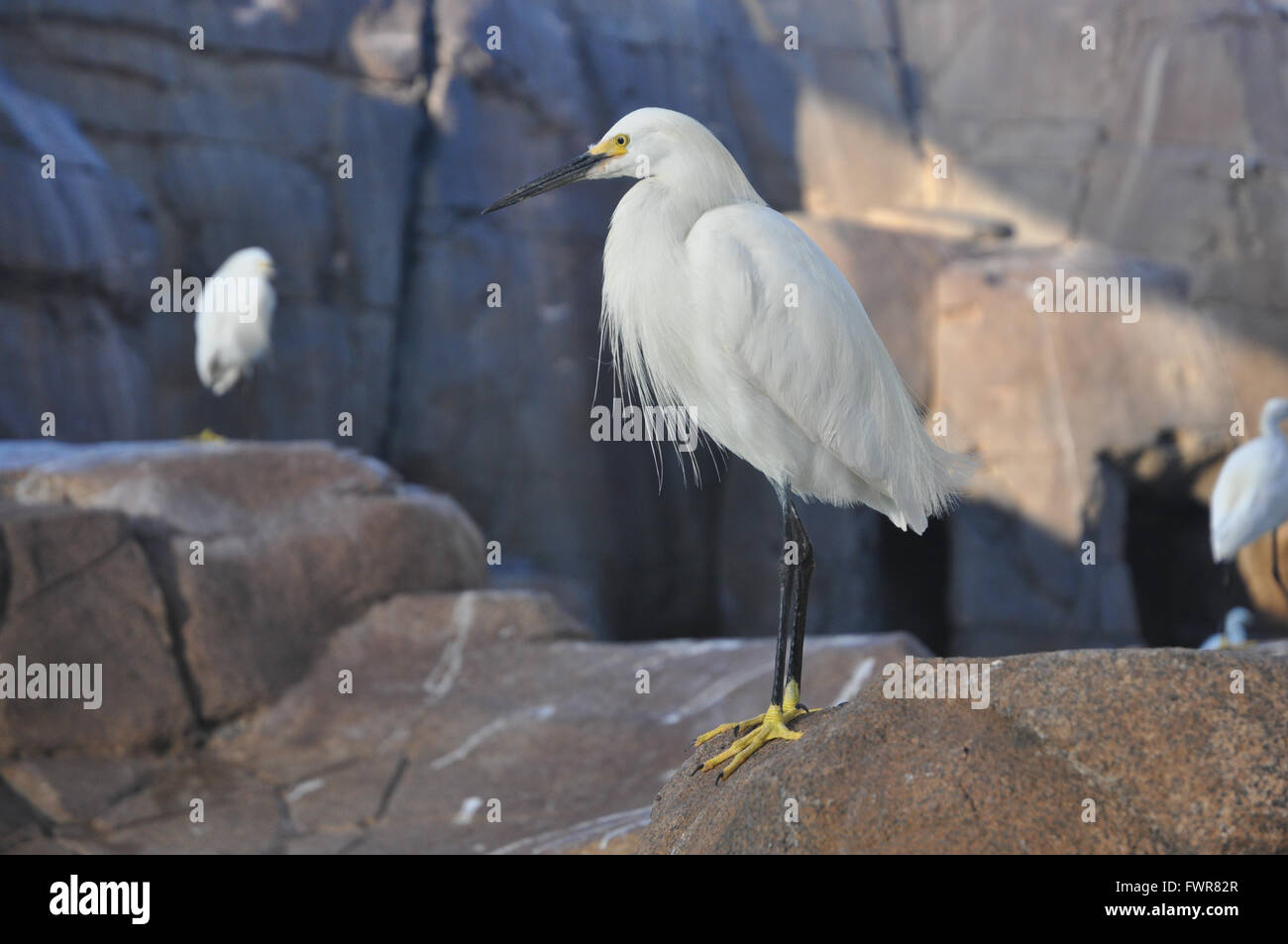 Orange county bird hi-res stock photography and images - Alamy