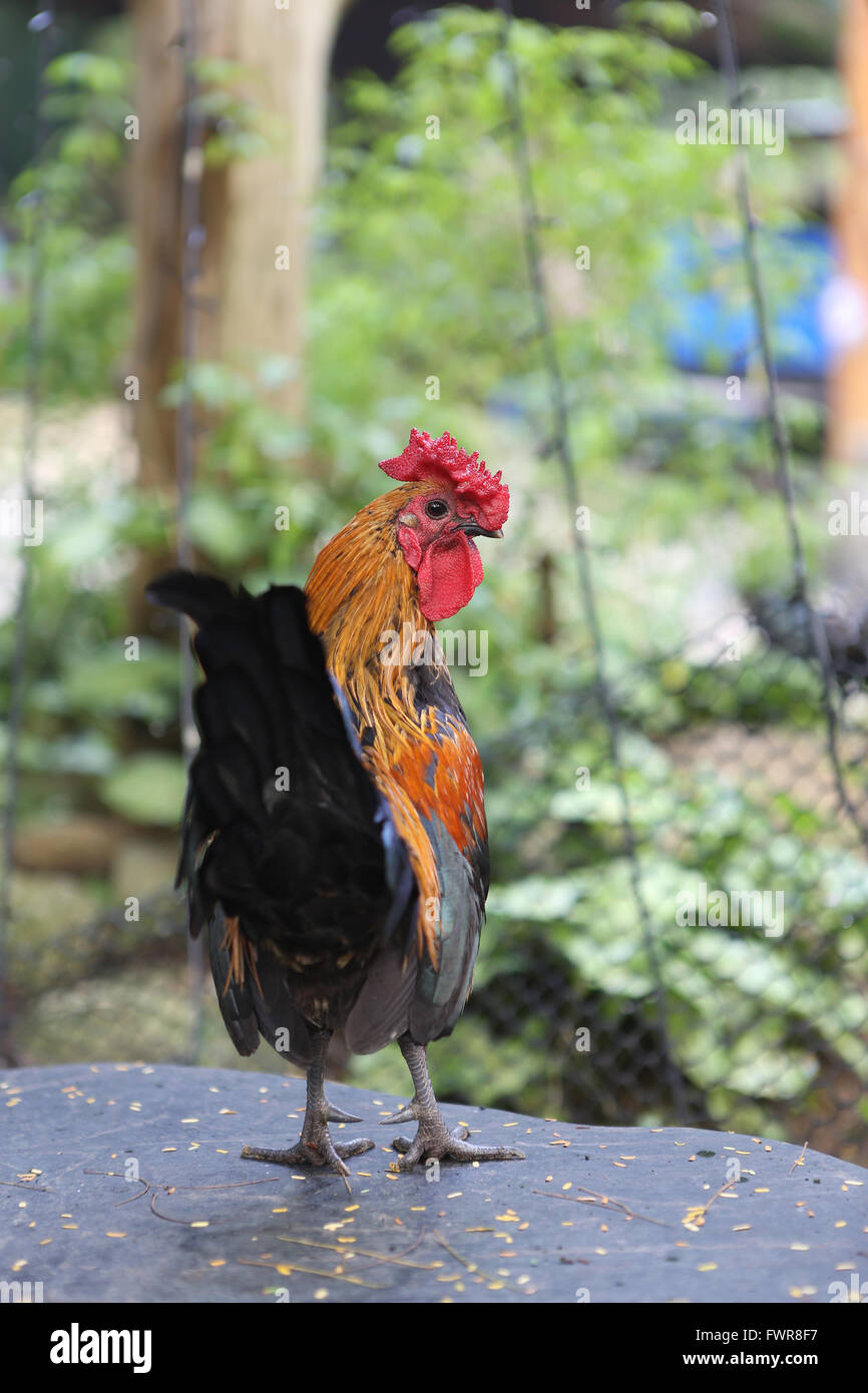 A rooster in a farm Stock Photo - Alamy